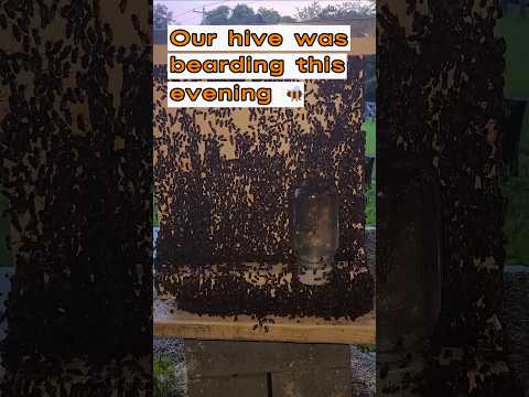 Why Are Bees Bearding? ππ₯ What It Means When They Cluster Outside the Hive