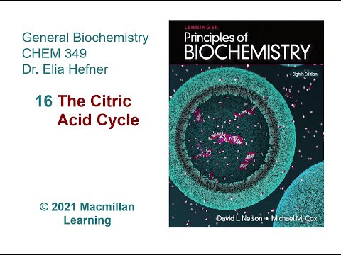 Chapter 16 - The Citric Acid Cycle