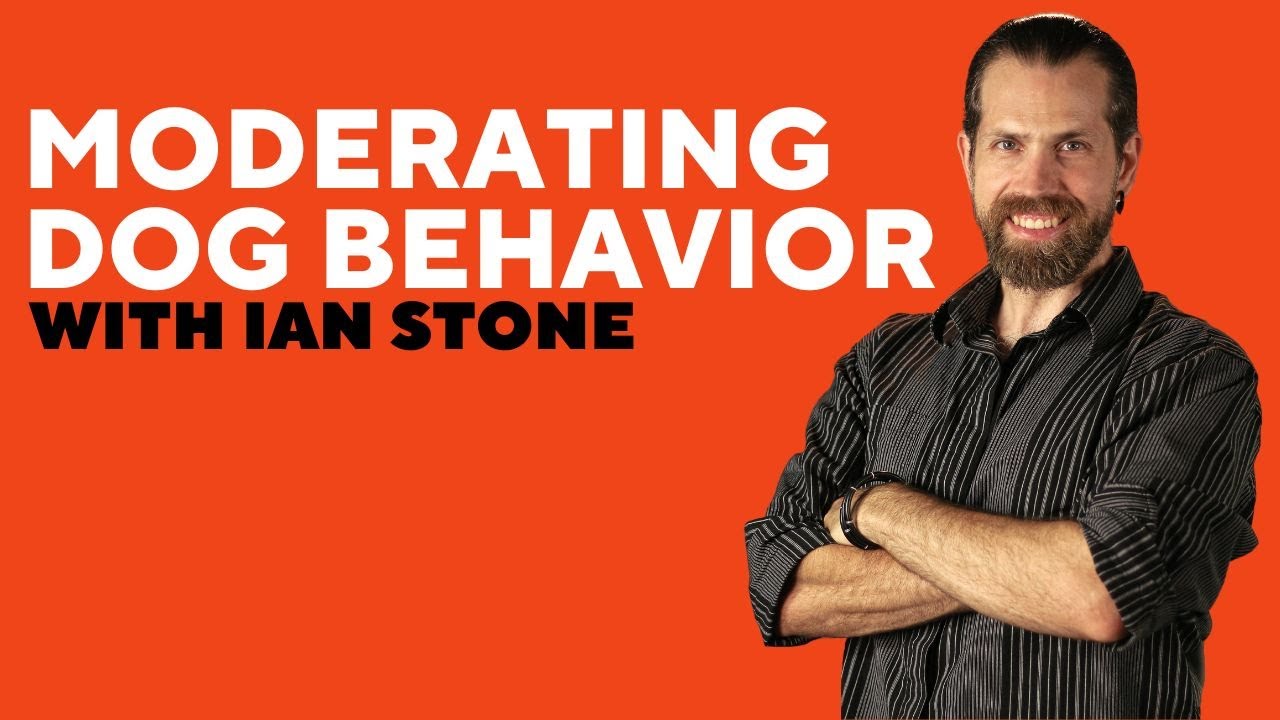 Dog Behavior Course - Holly and Hugo | Groupon