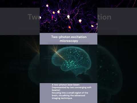 Neurons Learn with Distinct Dendrite Rules | Brain Science Update #neurology #neuroscience