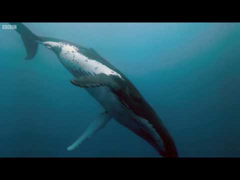 Song of the Humpback Whub