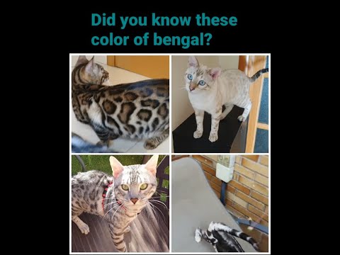 Did you know these colors of bengal?? Follow us and I will show you my multicolored Bengals cats 🐆❣