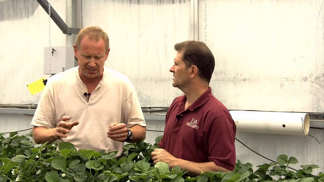 Video 12. Arizona Mark Kroggel's Accumulated Wisdom on Growing Greenhouse Strawberries
