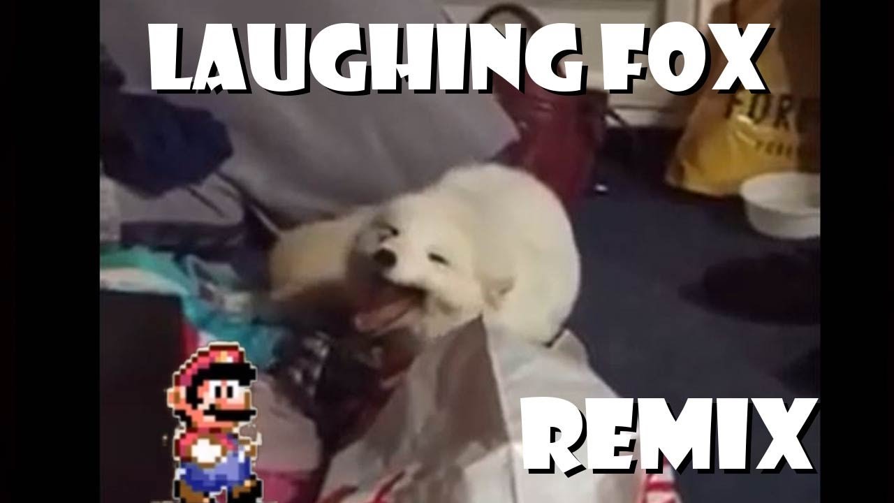 Cute White Fox Laughing - Remix Compilation