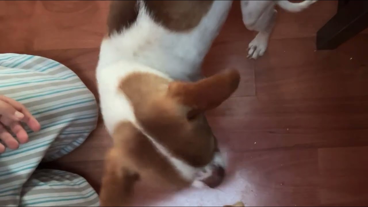Is this a sweet treat???