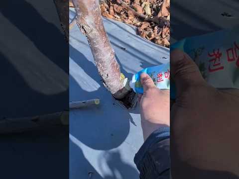 How to prune apple 🍎 tree #pruning #farming #agriculture #satisfying