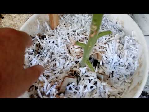 Using shredded paper as mulch for 5 gallon bucket gardening