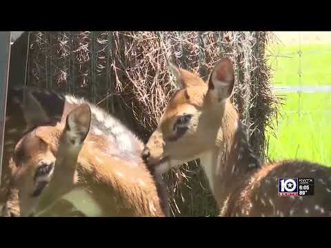 Central Texas rancher says balloons released over her property resulted in deer suffering injuries