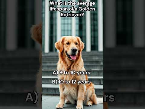 What is the average lifespan of a Golden Retriever