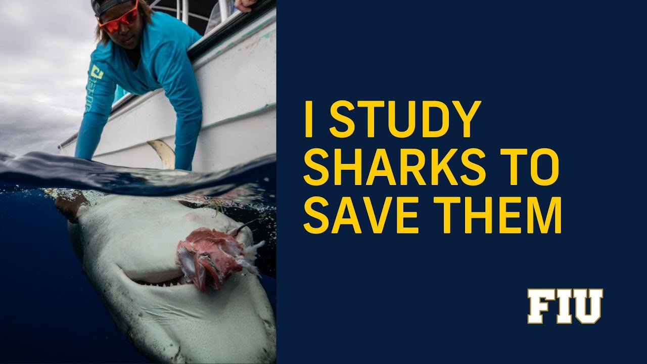Meet a FIU defender of the oceanic whitetip shark | FIU Community News#
