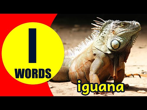 Words Starting With I - Learn Words that Start with I Sound