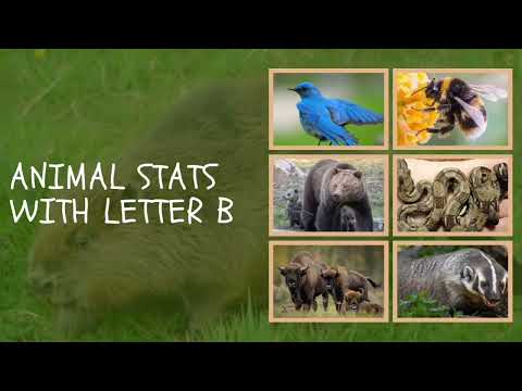 12 Amazing Animals Starting with "B"! π€― From Bears to Bilbies!