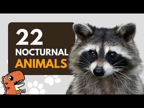 22 List of Nocturnal Animals for Kids to Learn - Educational Video