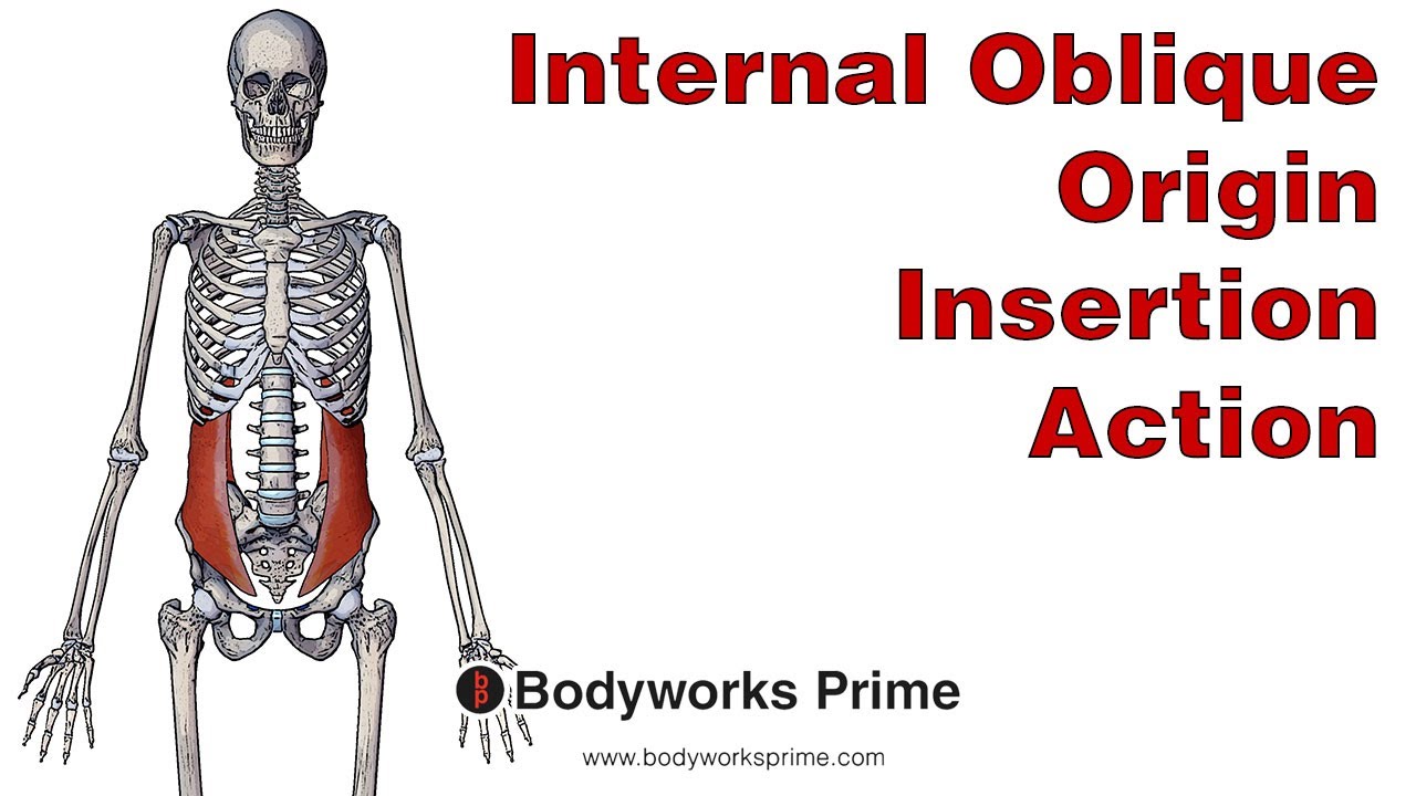 Internal Oblique Anatomy: Origin, Insertion & Action