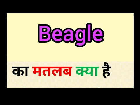 Beagle meaning in hindi | beagle ka matlab kya hota hai | word meaning English to hindi