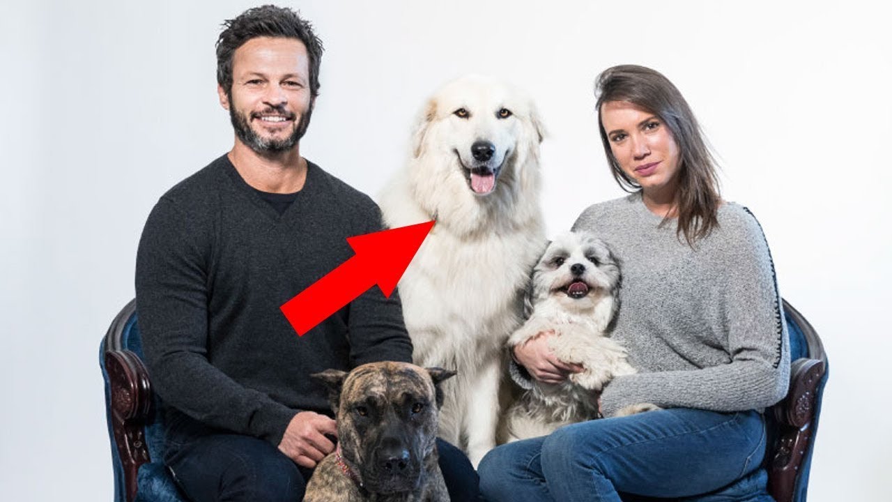 Couple visits shelter and adopts all 265 dogs that lived in terrible conditions
