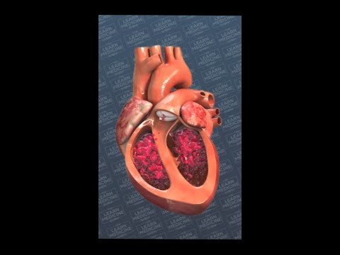 The Human Heart #shorts #science #nature #health