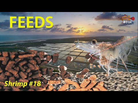 SHRIMP FEEDS - WHAT YOU SHOULD KNOW #18 | #FISH