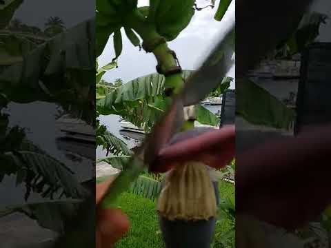 Why Do We cut banana flowers after Stop fruiting?