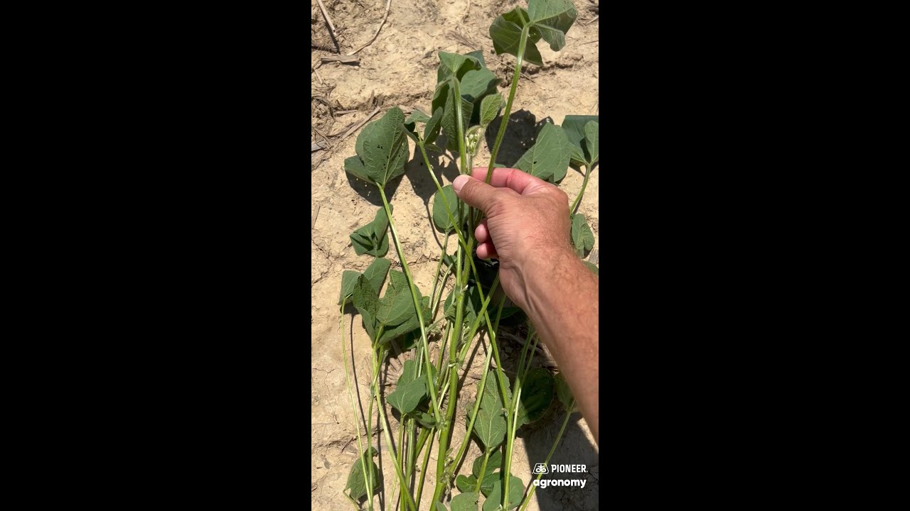 Soybean Fungicide Timing
