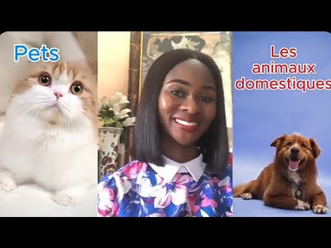 Pets in French- Les animaux domestiques. Learn French , basic vocabulary