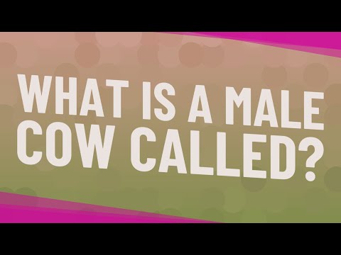 What is a male cow called?