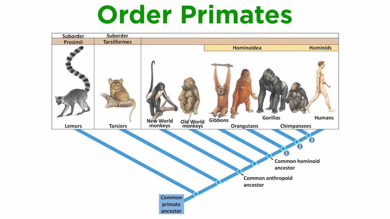 The Origin of Primates