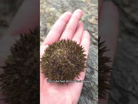 Spiky green sea urchin has hundreds of tiny feet!