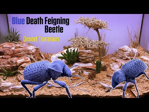 recreating the Desert for BLUE DEATH FEIGNING BEETLES (Asbolus verrucosus)