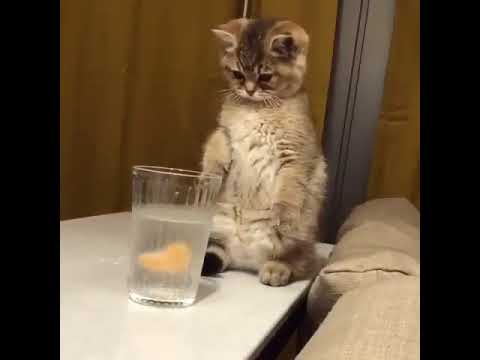 funny cat ☺️ | Cat funniest video