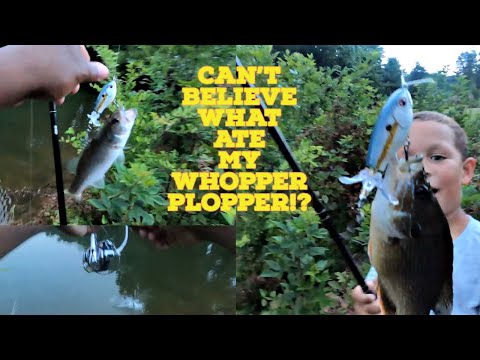 Pond Fishing with Whopper Ploppers!