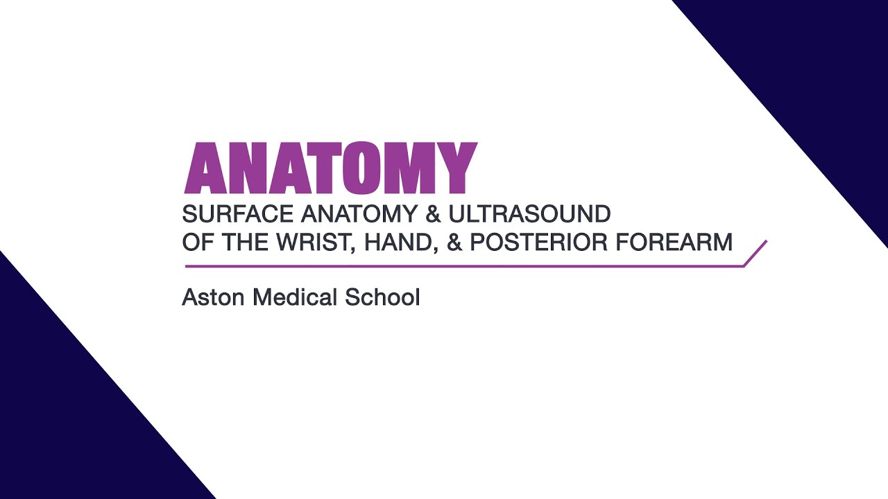 Surface anatomy and ultrasound of the wrist, hand, and posterior forearm