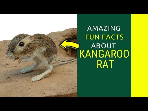 7 Things Everyone Knows About kangaroo rat facts for kids That You Don't Amazing Facts about the Ka