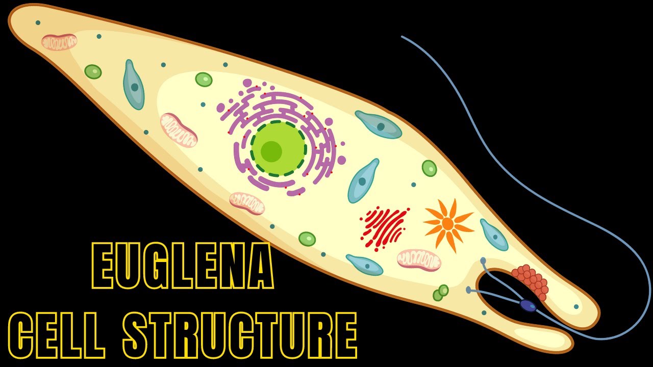 Euglena Cell Structure and Function | Euglena under Microscope #biologyexams4u #euglena