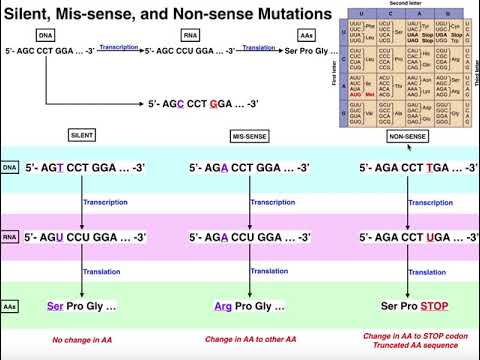 Missense Mutation — Definition & Examples - Expii