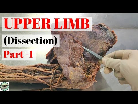 Upper Limb Dissection I Part-1 I Quick Revision