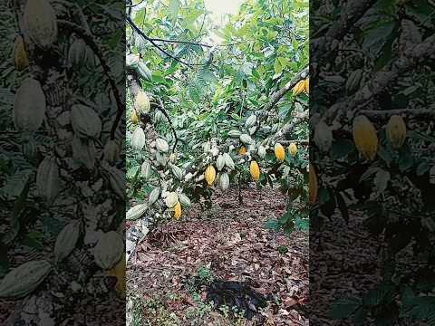 Kakao Lokal Viral ‼️buhnya ful 1 pohon#coklat #cacao #kakaolokal #viral #viralvideo #shortvideo