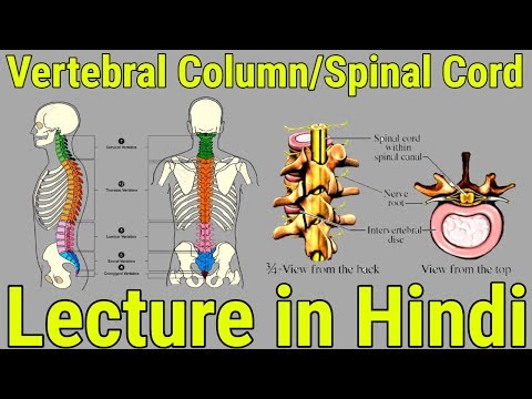 Vertebral Column and Spinal Cord: Lecture in Hindi