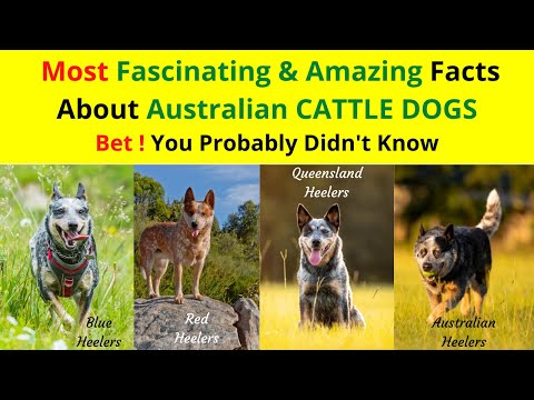 Most Fascinating & Amazing Facts About Australian Cattle Dogs