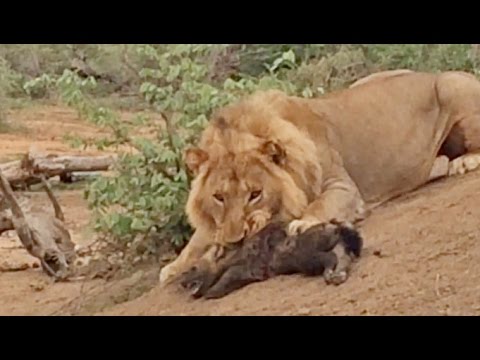 MALE LION ATTACKS & KILLS BABY HYENA