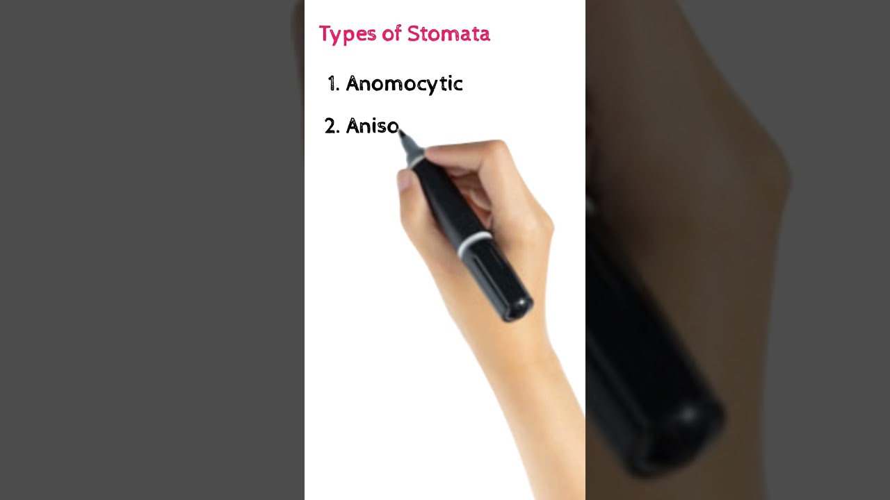 Type of stomata, Exit exam preparation