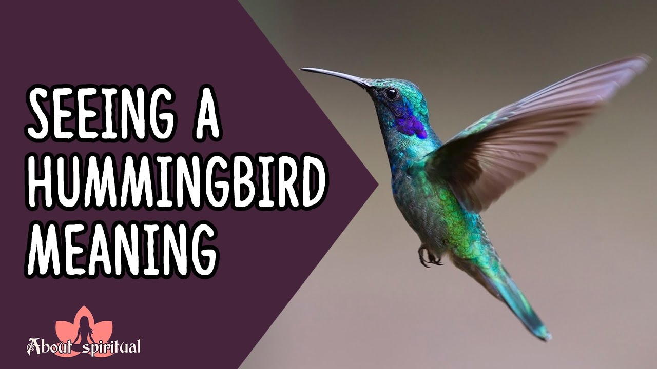 Seeing a Hummingbird Meaning