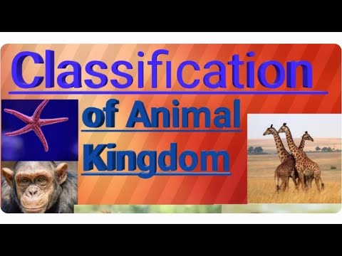 classification of animal kingdom