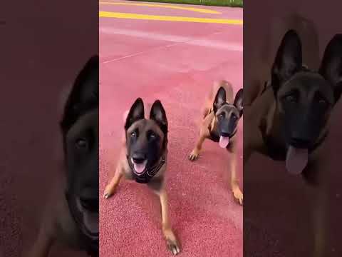 #k9 #dog #k9trainer #dogstraning #doglover #police #trending #love
