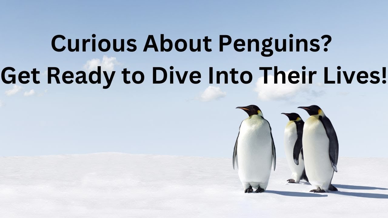 Curious About Penguins? Get Ready to Dive Into Their Lives!