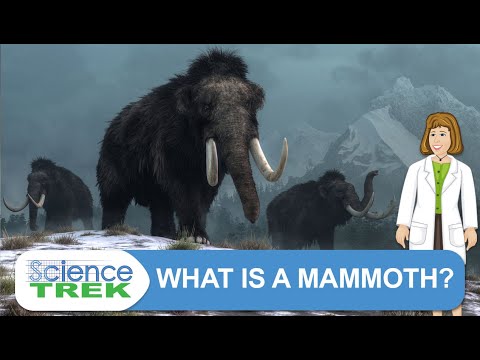Mammoths: What is a Mammoth | Science Trek
