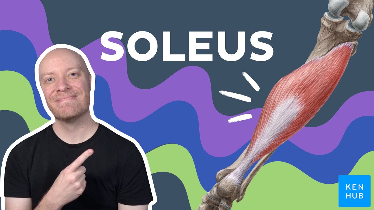 Soleus muscle: Anatomy and functions