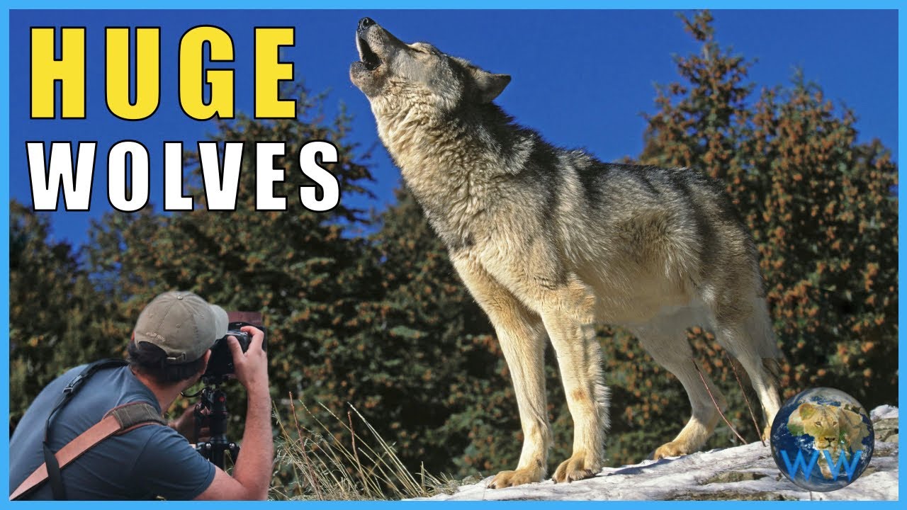 How Big Do Wolves Get?