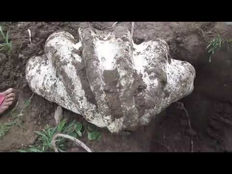 #THE GIANT CLAM/ YAMASHITA TREASURE SIGN OF DEPOSIT