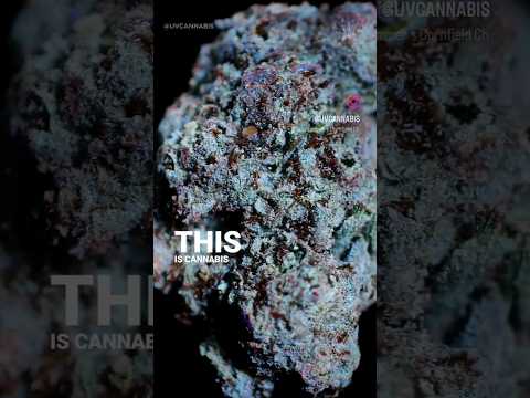 i don't know if you knew this... #blacklight #cannabisphotography #shorts